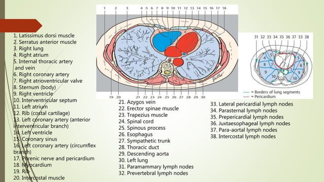 Cross section anatomy of thorax (1)
