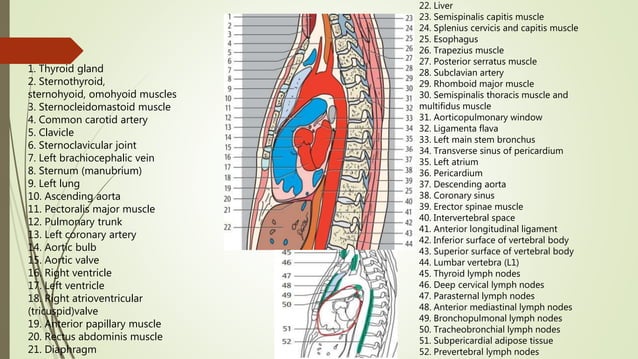 Cross section anatomy of thorax (1)