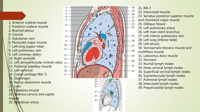 Cross section anatomy of thorax (1)