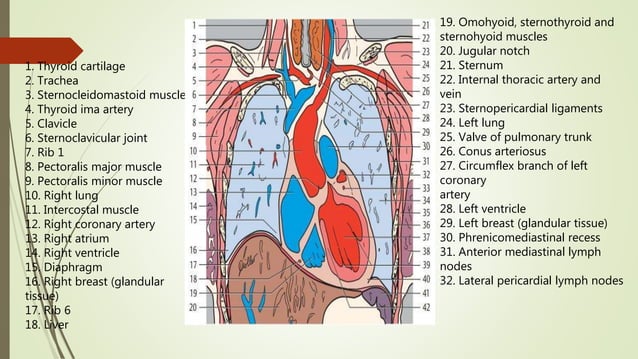 Cross section anatomy of thorax (1)