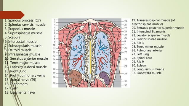 Cross section anatomy of thorax (1)
