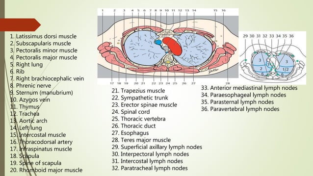 Cross section anatomy of thorax (1)