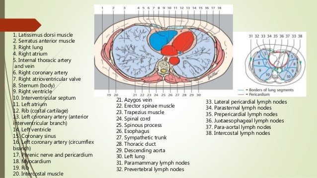 Cross section anatomy of thorax (1)
