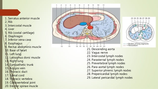 Cross section anatomy of thorax (1)