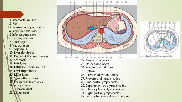 Cross section anatomy of thorax (1)