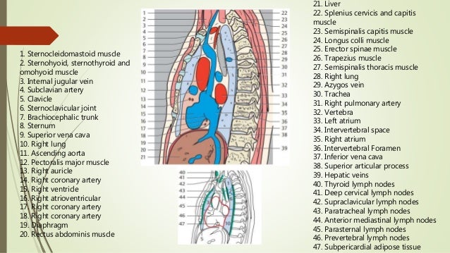Cross section anatomy of thorax (1)