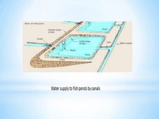 Cross section of a fish pond | PPTX