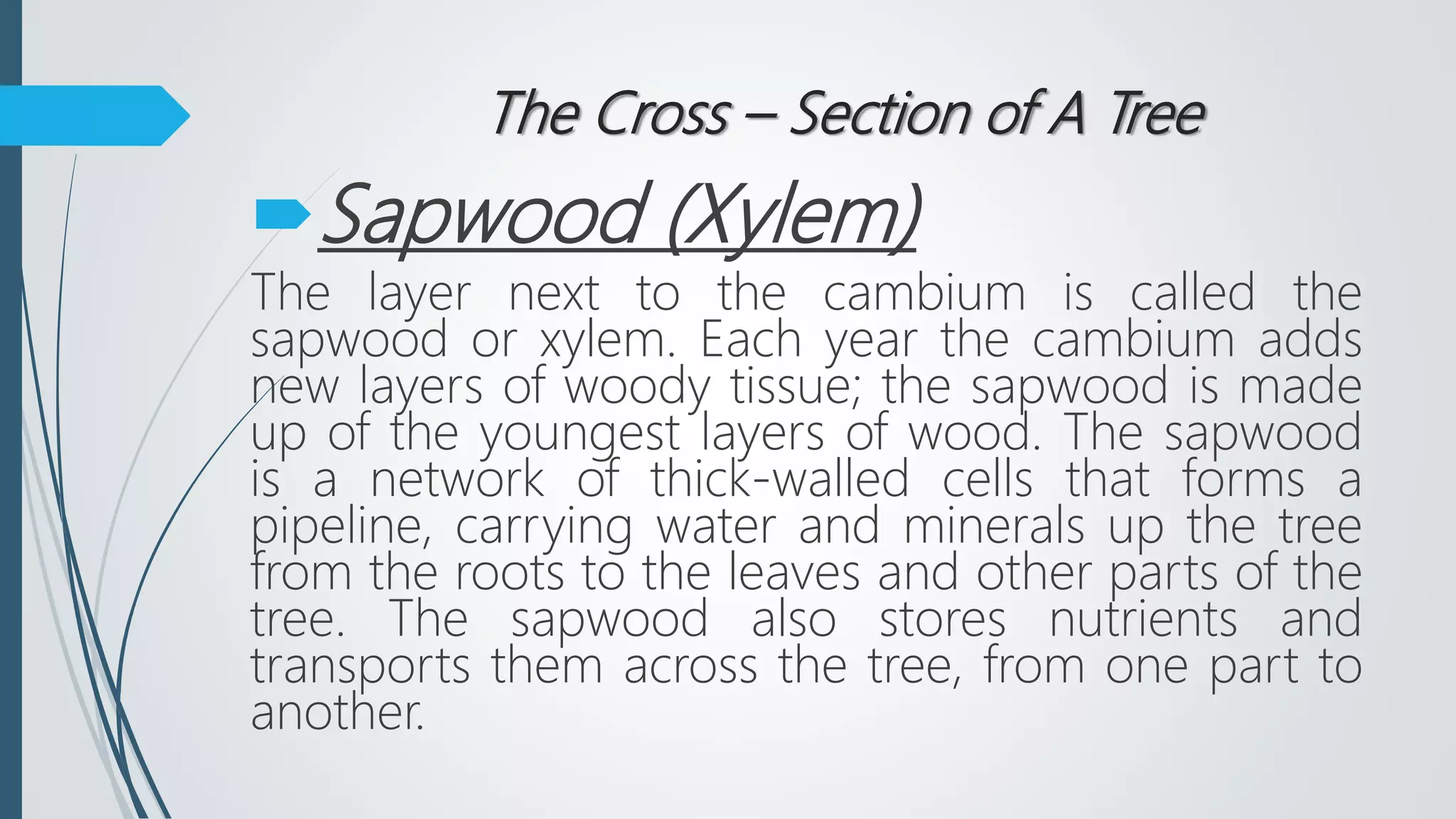 Cross section of a tree | PPTX