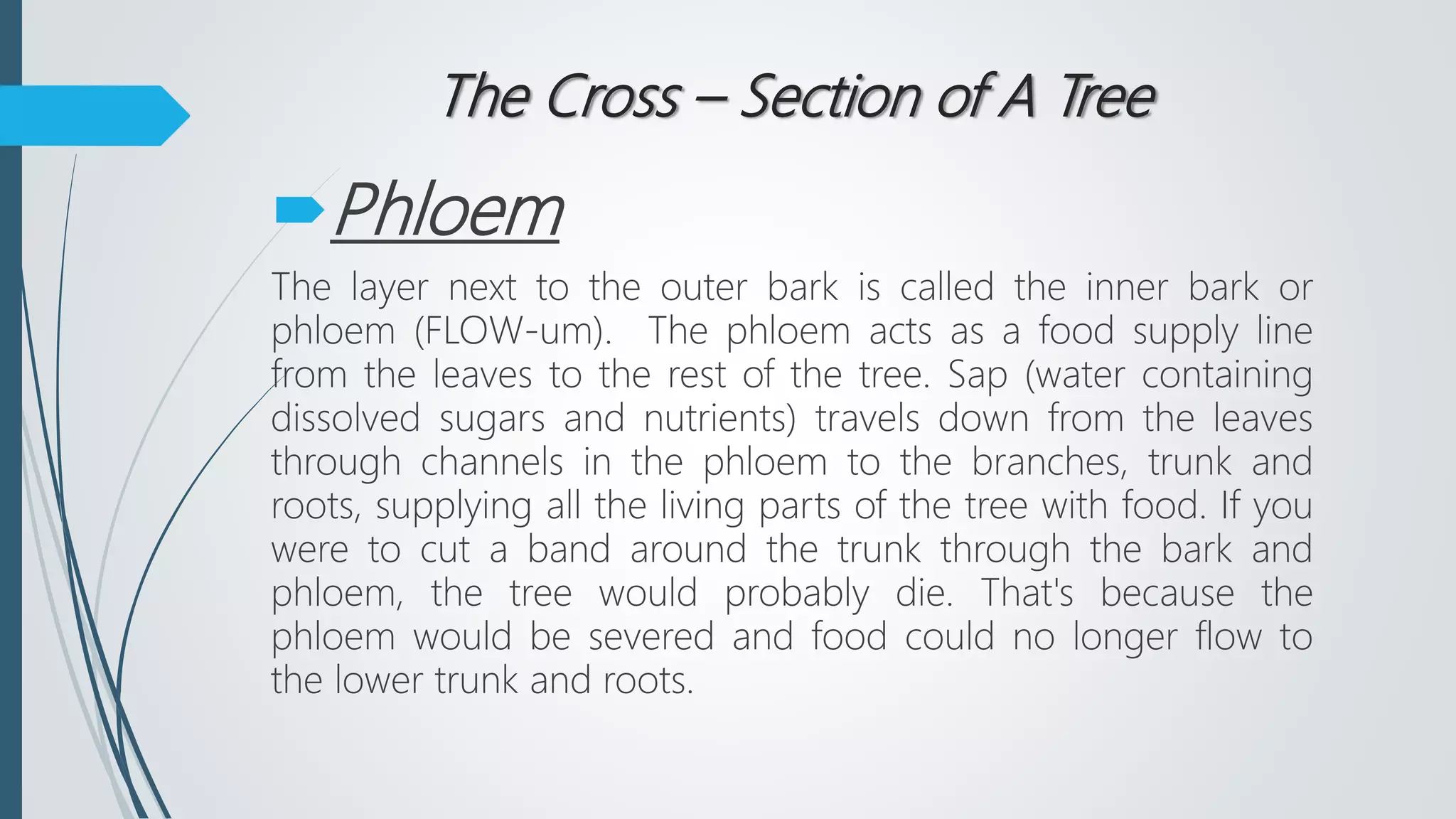 Cross section of a tree | PPTX