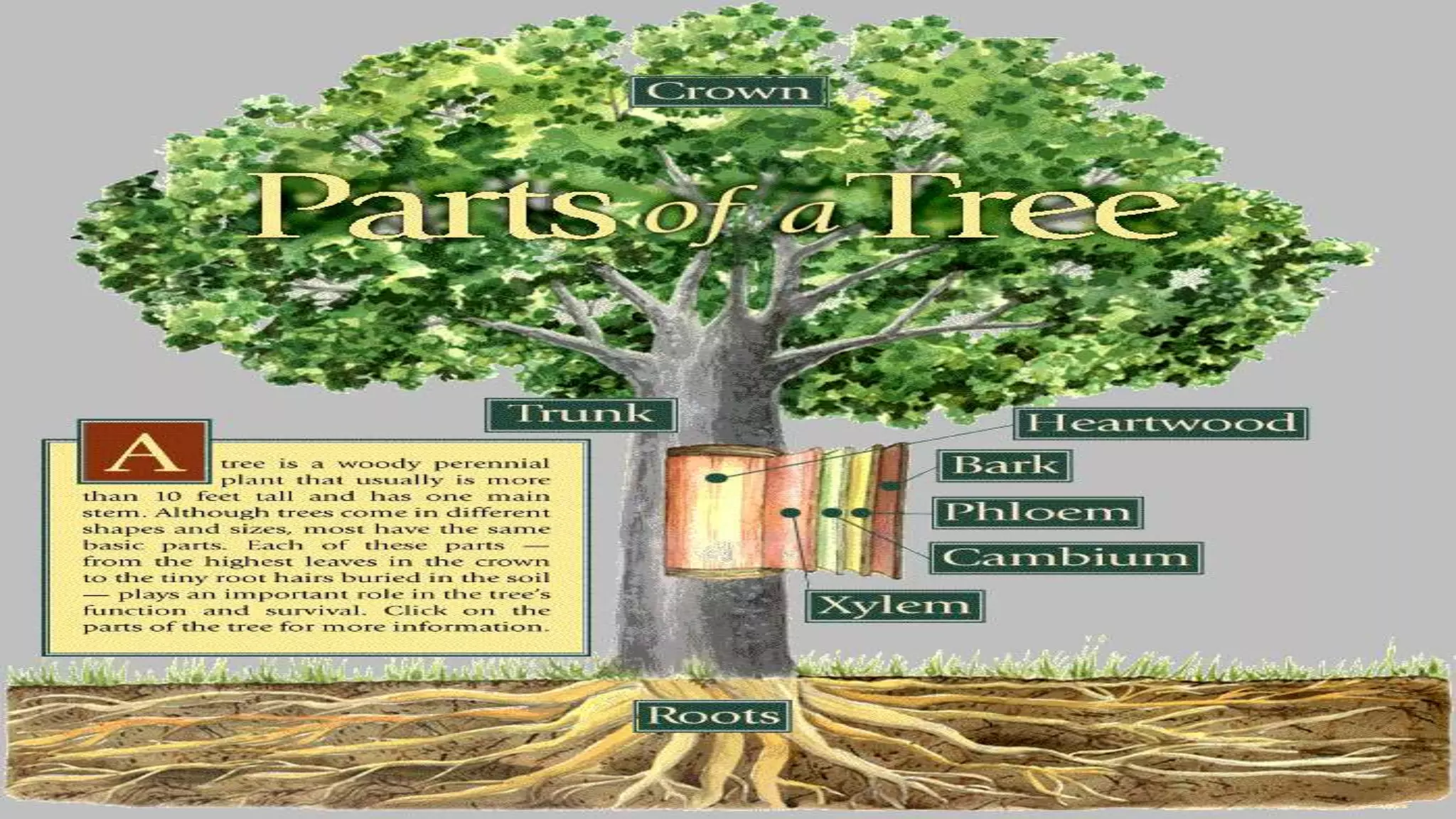 Cross section of a tree | PPTX