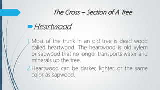 Cross section of a tree | PPTX