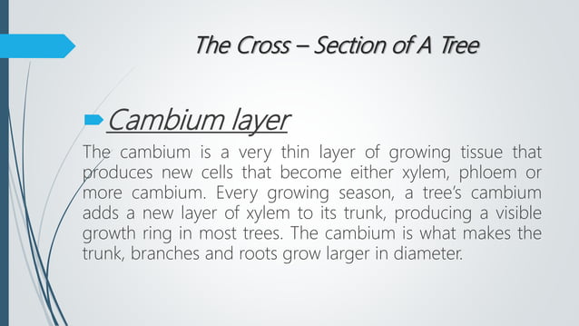 Cross section of a tree | PPTX