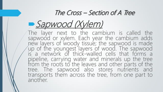 Cross section of a tree | PPTX