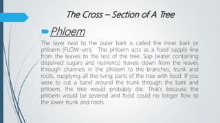 Cross section of a tree | PPTX
