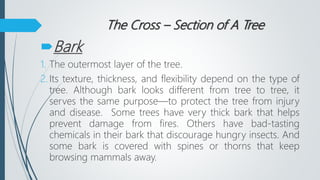 Cross section of a tree | PPTX