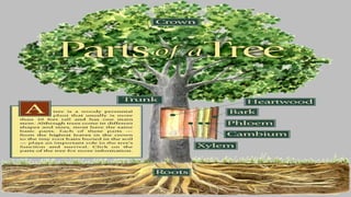 Cross section of a tree | PPTX