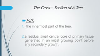 Cross section of a tree | PPTX