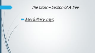 Cross section of a tree | PPTX