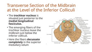 Cross Section of Mid-brain (Neuroanatomy).pptx