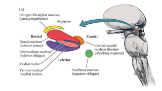 Midbrain anatomy and applied aspects- Dr Sameep Koshti (Consultant ...