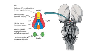 Midbrain anatomy and applied aspects- Dr Sameep Koshti (Consultant ...