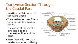 Cross Section of Pons (Neuroanatomy).pptx