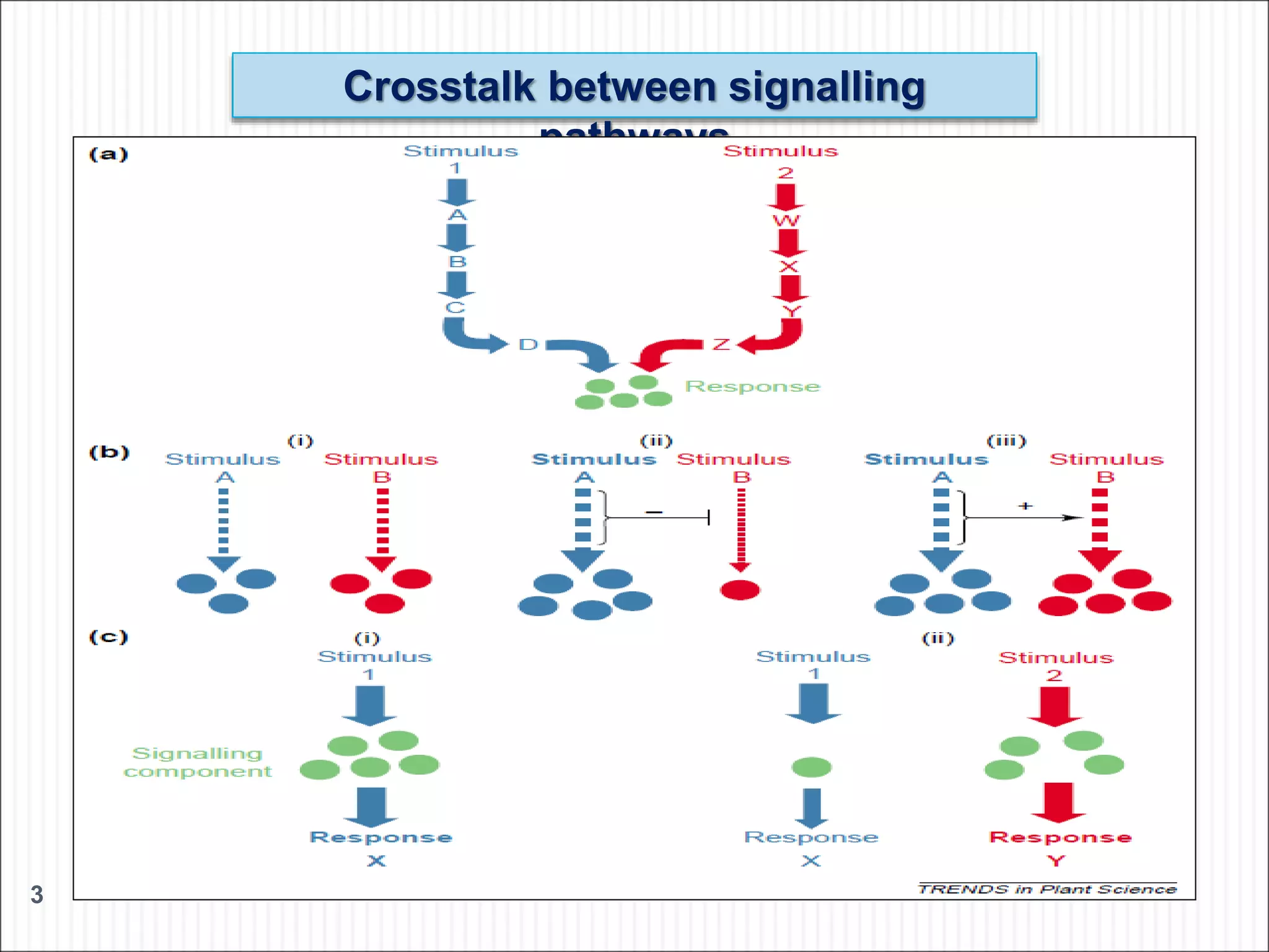 Cross talk between signalling pathway | PPT