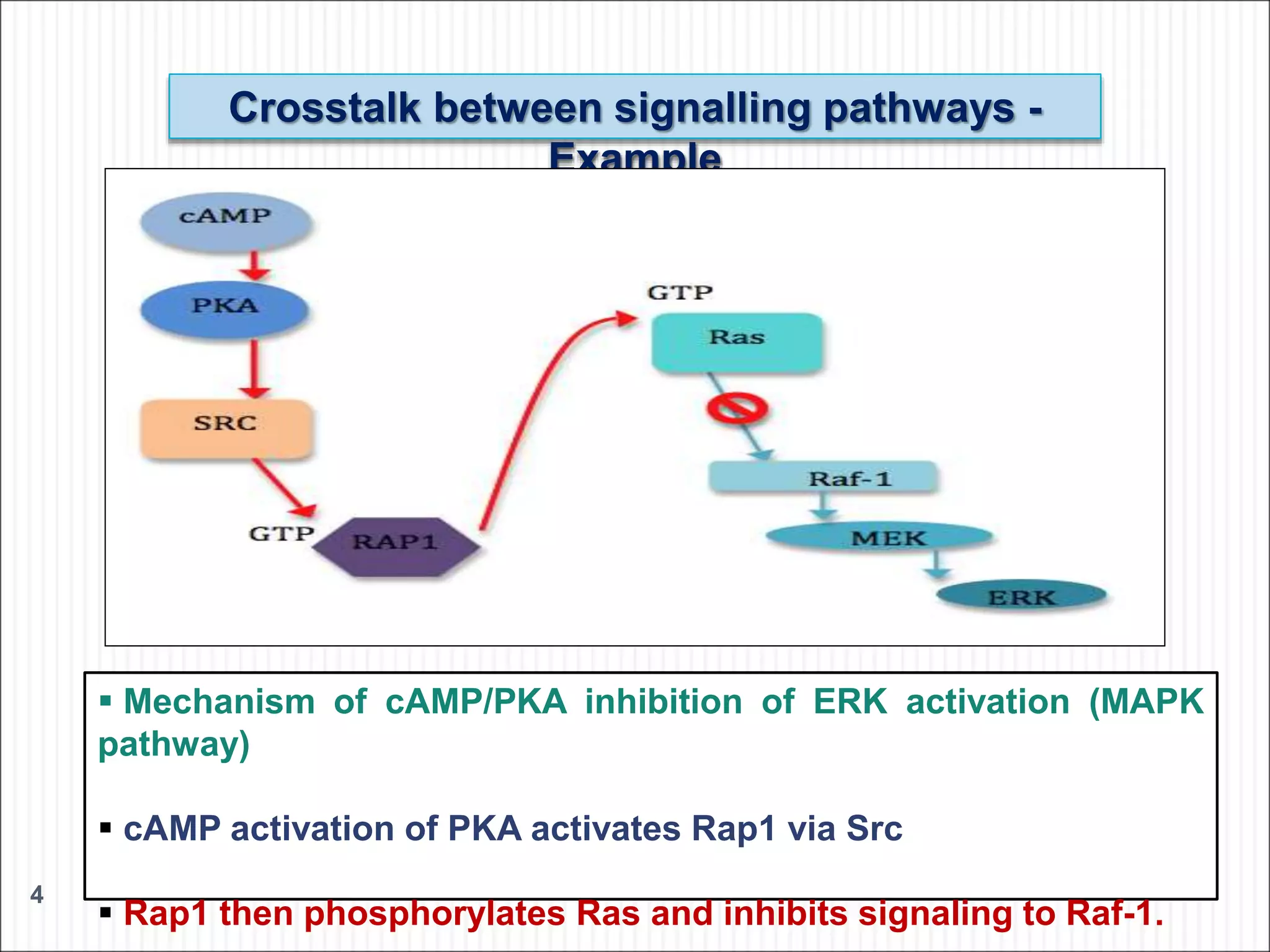 Cross talk between signalling pathway | PPT