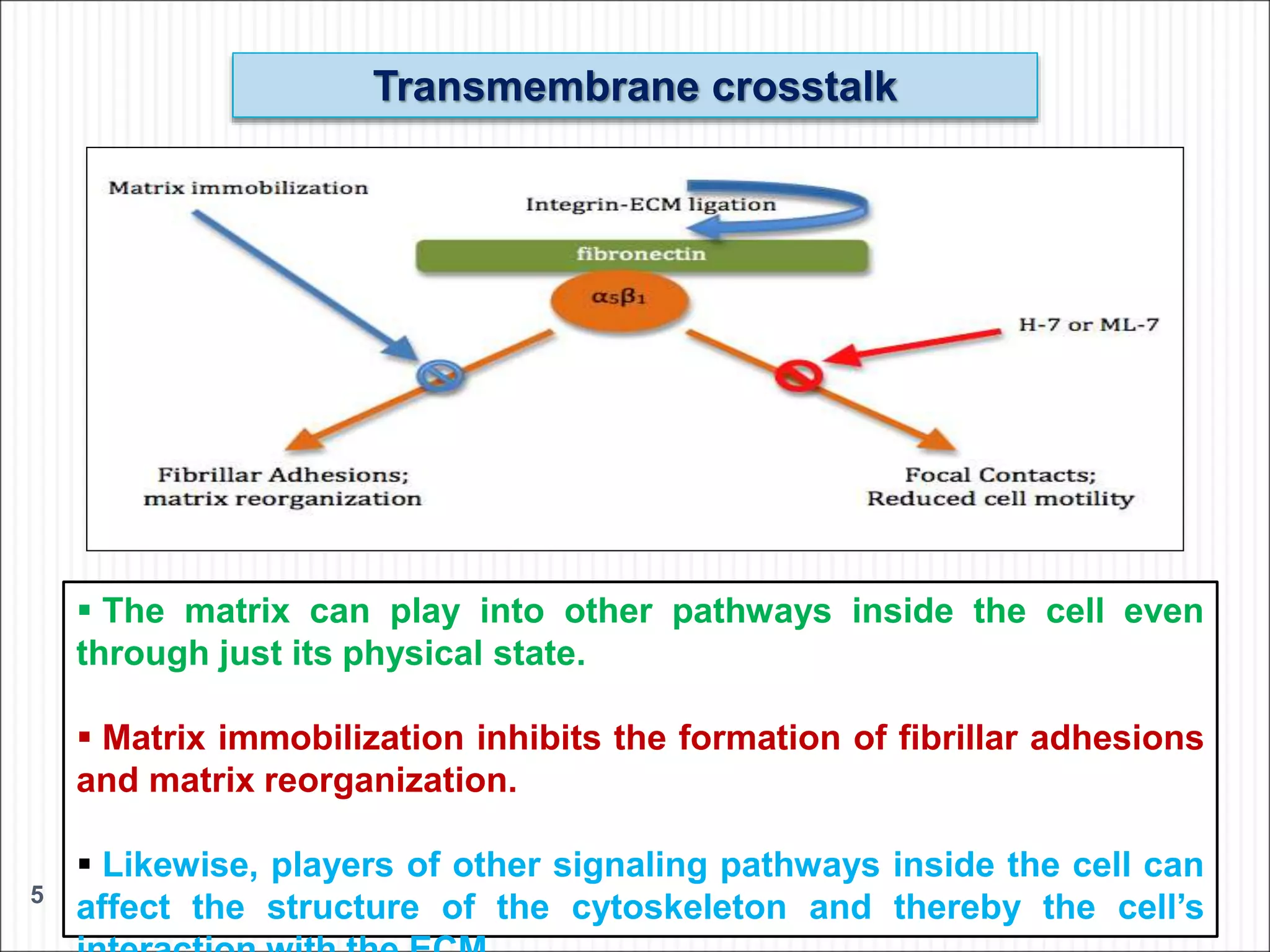 Cross talk between signalling pathway | PPT