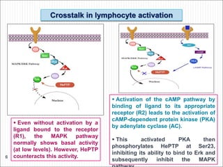 Cross talk between signalling pathway | PPT