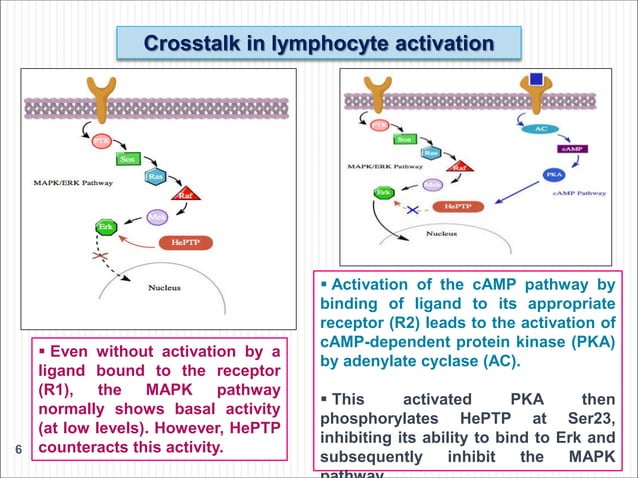 Cross talk between signalling pathway | PPT | Endocrine and Metabolic ...