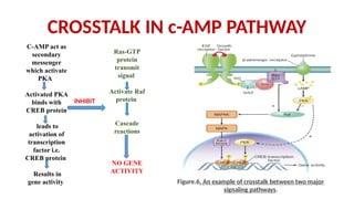 CROSSTALK CONCEPT IN CELLULAR SIGNALING.pptx | Endocrine and Metabolic ...