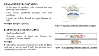 CROSSTALK CONCEPT IN CELLULAR SIGNALING.pptx | Endocrine and Metabolic ...