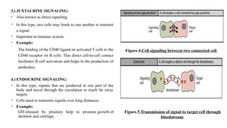 CROSSTALK CONCEPT IN CELLULAR SIGNALING.pptx | Endocrine and Metabolic ...