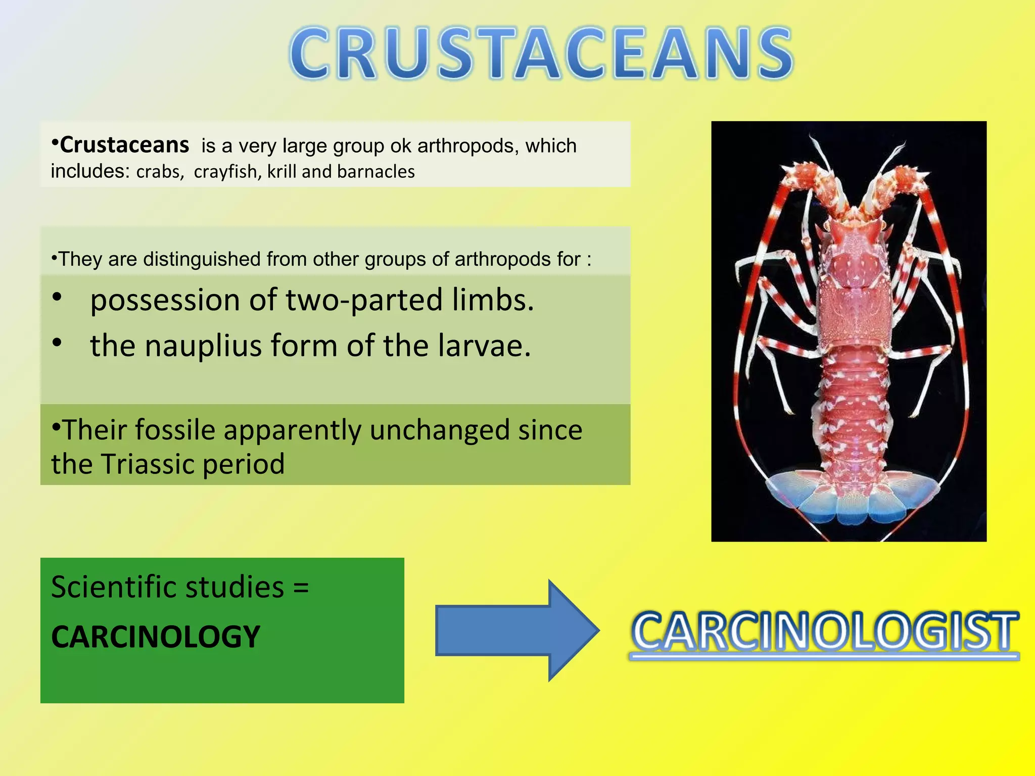 Crostacei and aracnidi by Pompignoli and Naldoni | PPT