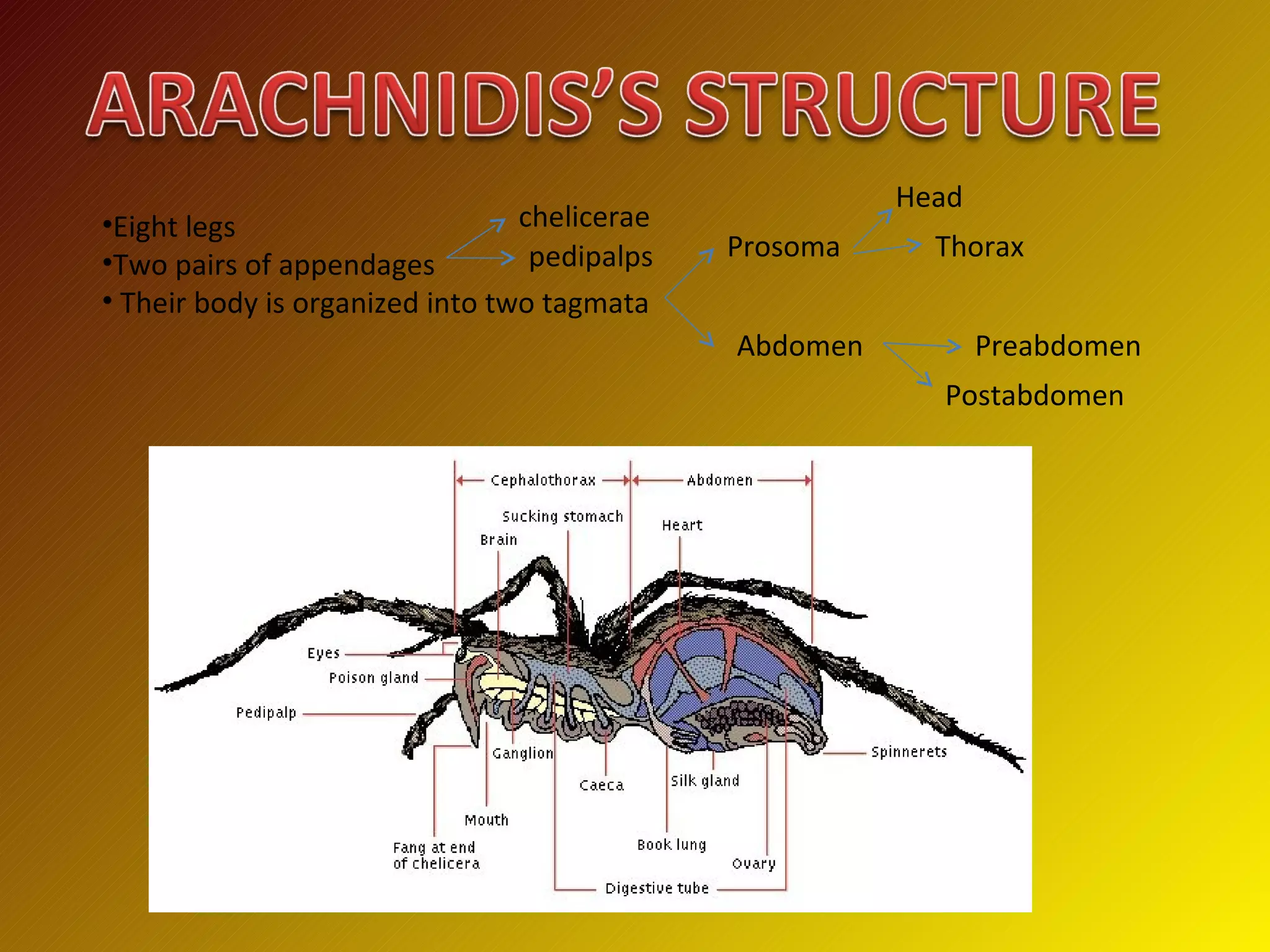 Crostacei and aracnidi by Pompignoli and Naldoni | PPT