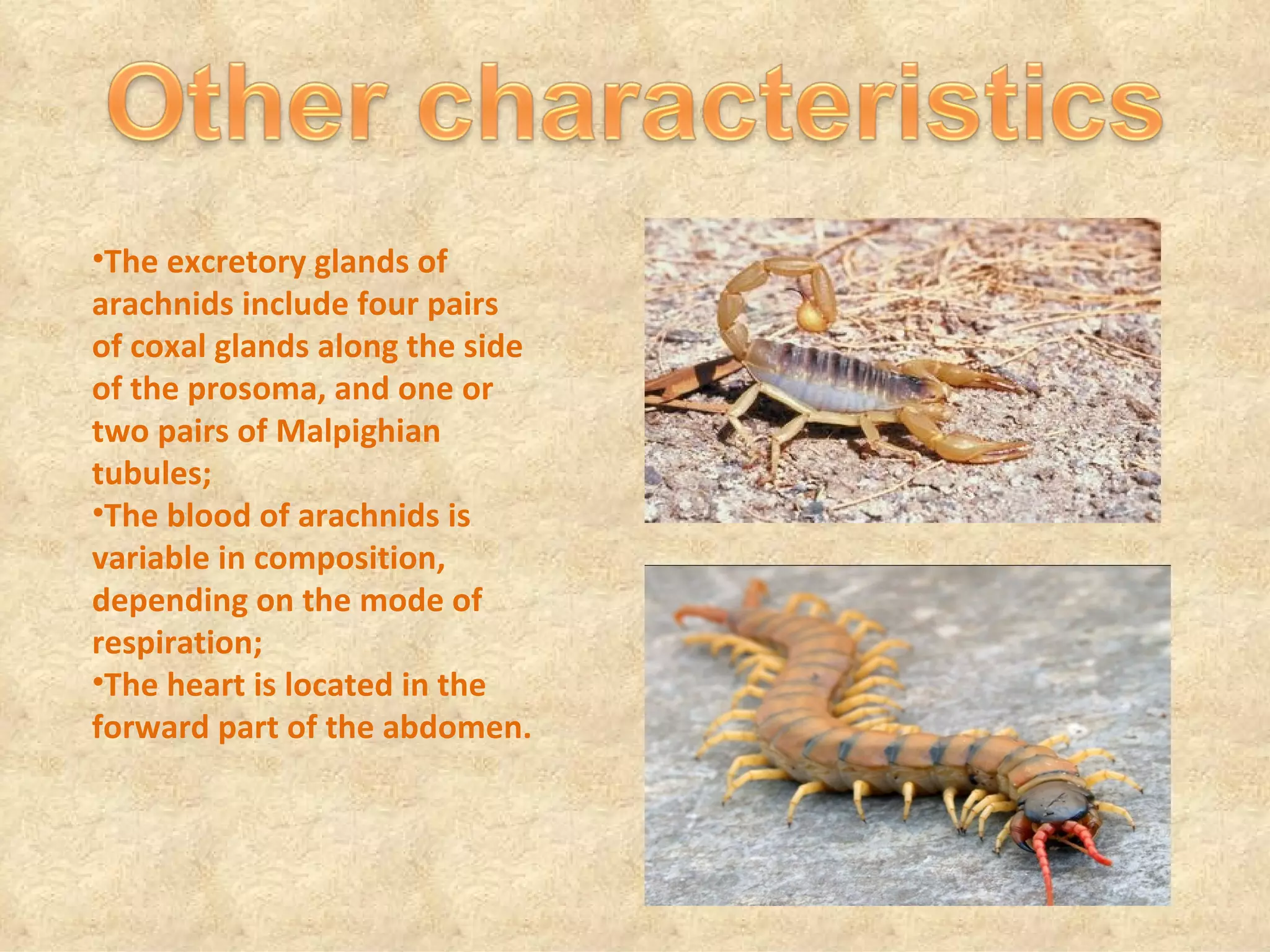 Crostacei and aracnidi by Pompignoli and Naldoni | PPT