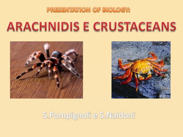 Crostacei and aracnidi by Pompignoli and Naldoni | PPT