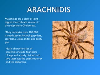Crostacei and aracnidi by Pompignoli and Naldoni | PPT