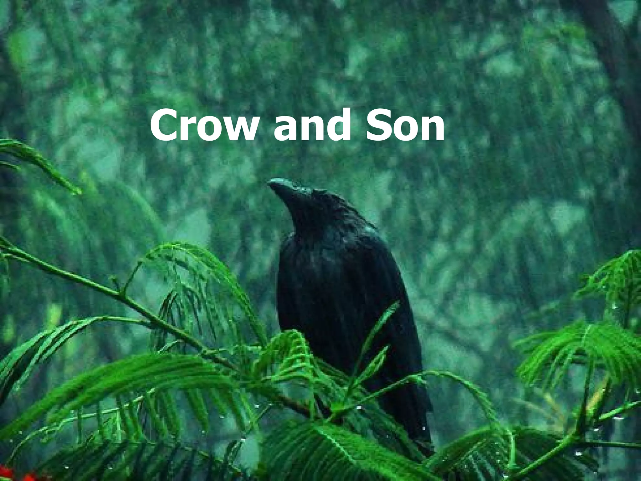 Crow and Son | PPT