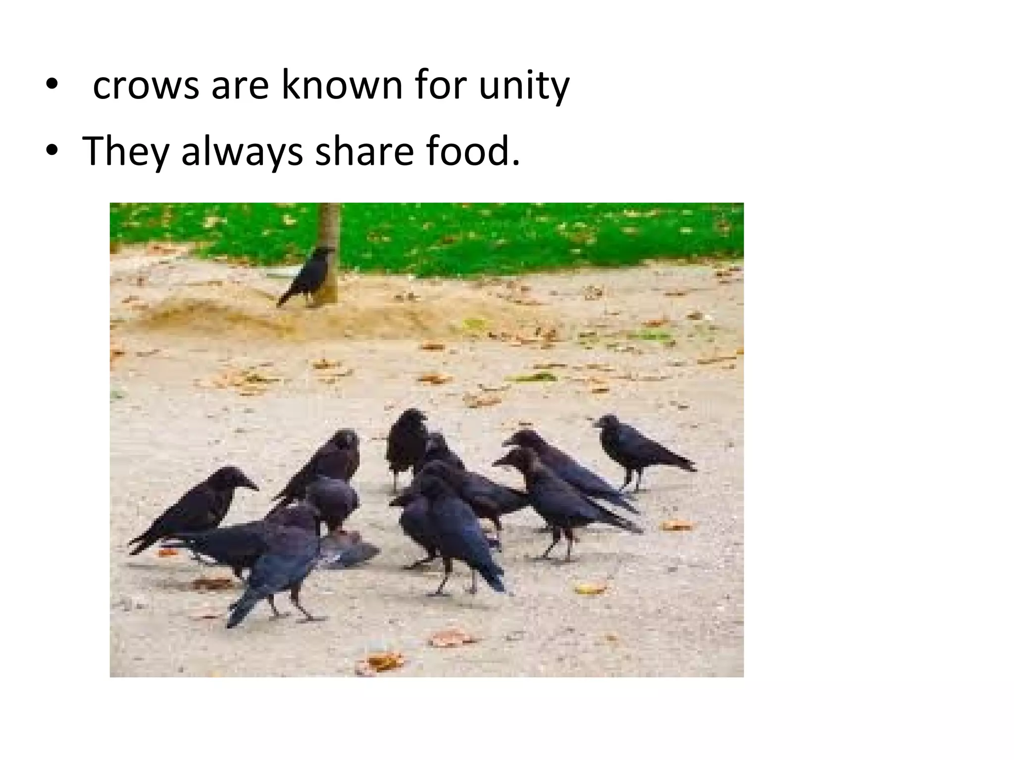 Crow and sparrow | PPT