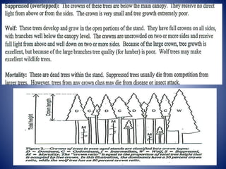 Crown classification | PPTX