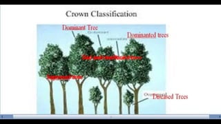 crown classification. teksingh chandravanshi | PPTX