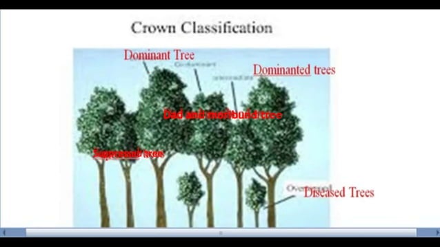 crown classification. teksingh chandravanshi | PPTX | Woodworking ...