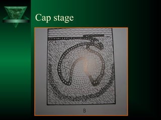 Crown Formation and its stages- Teeth.ppt