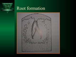 Crown Formation and its stages- Teeth.ppt