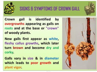 CROWN GALL DISEASE OF OF TEA NURSERIES.pdf