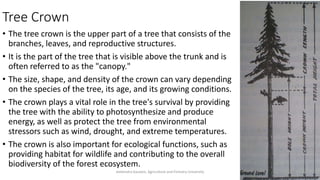 Crown Measurement and Leaf Area Index.pptx | Woodworking | Arts and Crafts