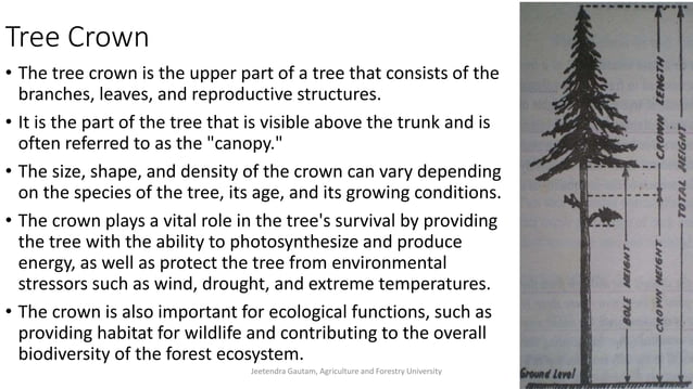 Quantifying Tree Crowns : The global spectrum of tree crown ...