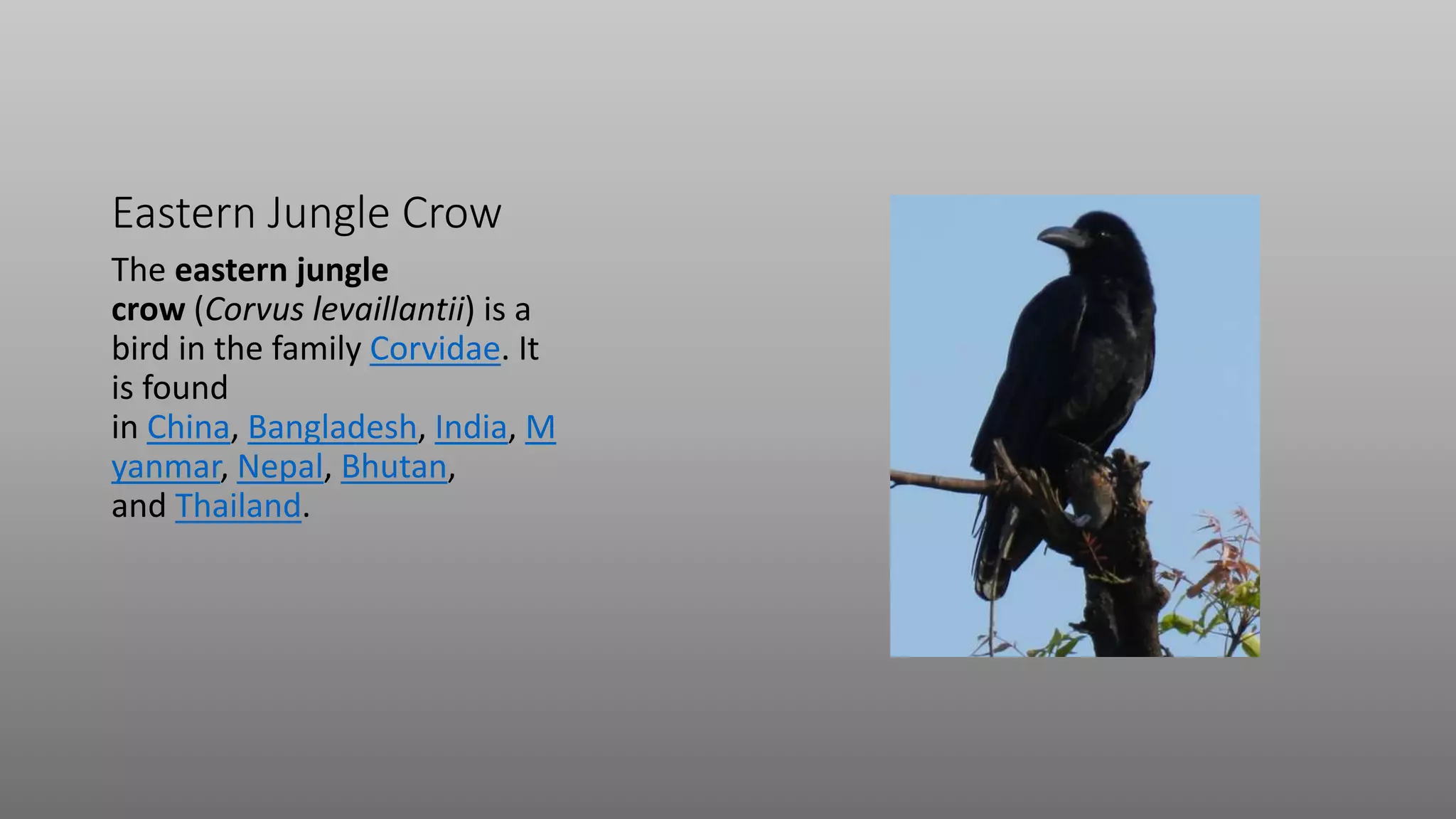 Crows | PPTX